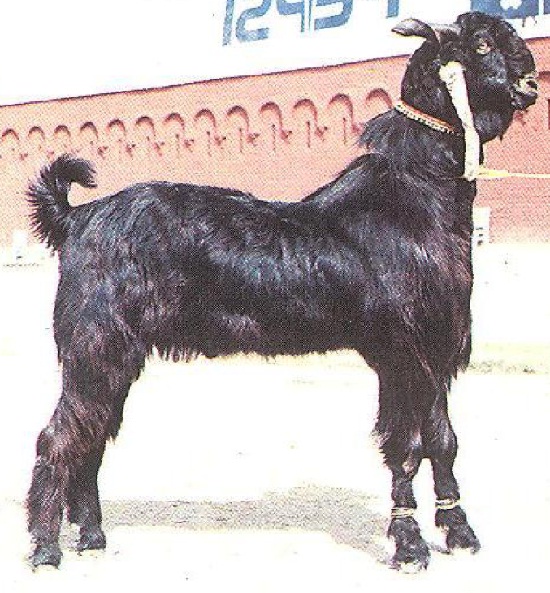 Nachi Goat