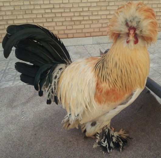 Sultan Chicken