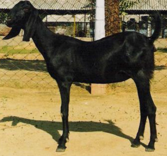 Beetal Goat