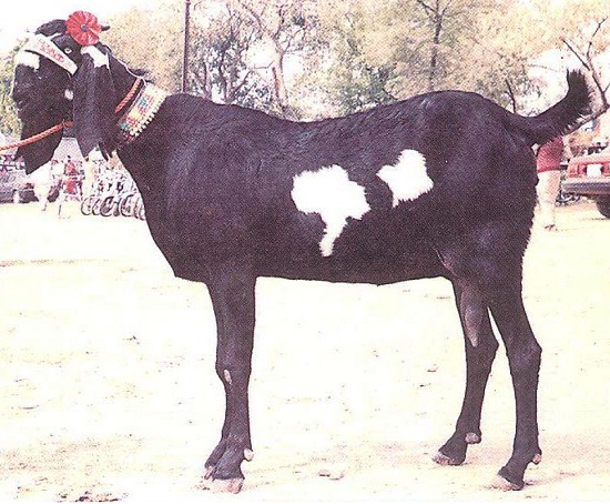 Beetal Goat