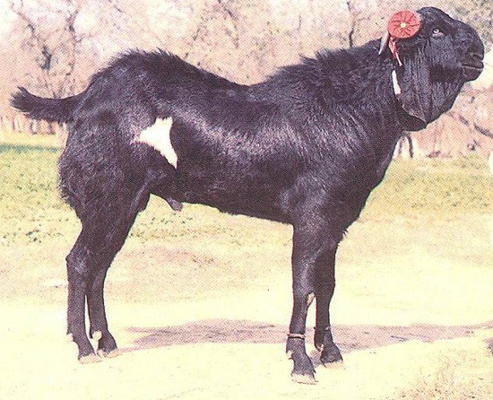Beetal Goat