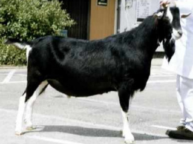 British Alpine Goat