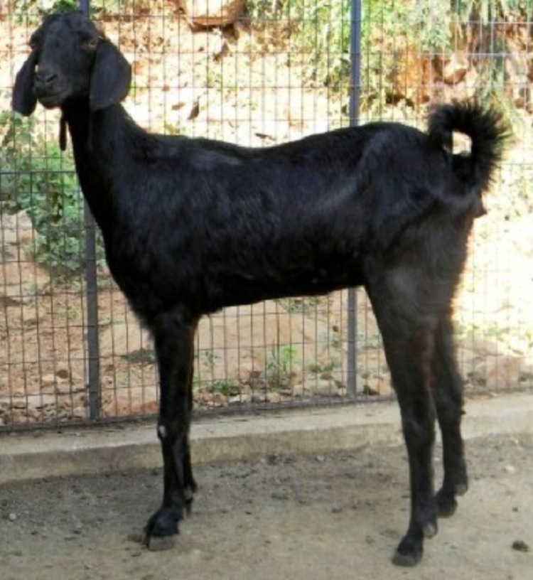 Black Goat