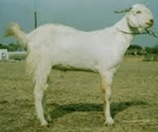 Sangamneri Goat