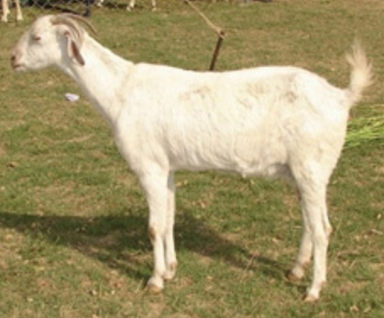 Sangamneri Goat