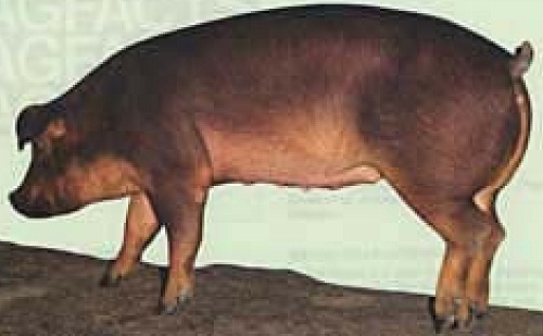 Duroc Pig Characteristics