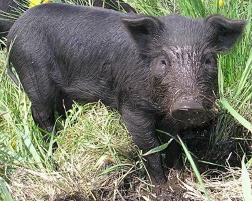 Mulefoot Pig Boar