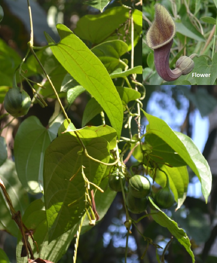 Aristolochia Indica